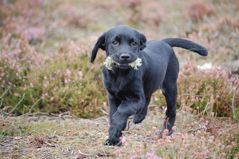 Field Trial Champion Labrador - Free Software and Shareware ...